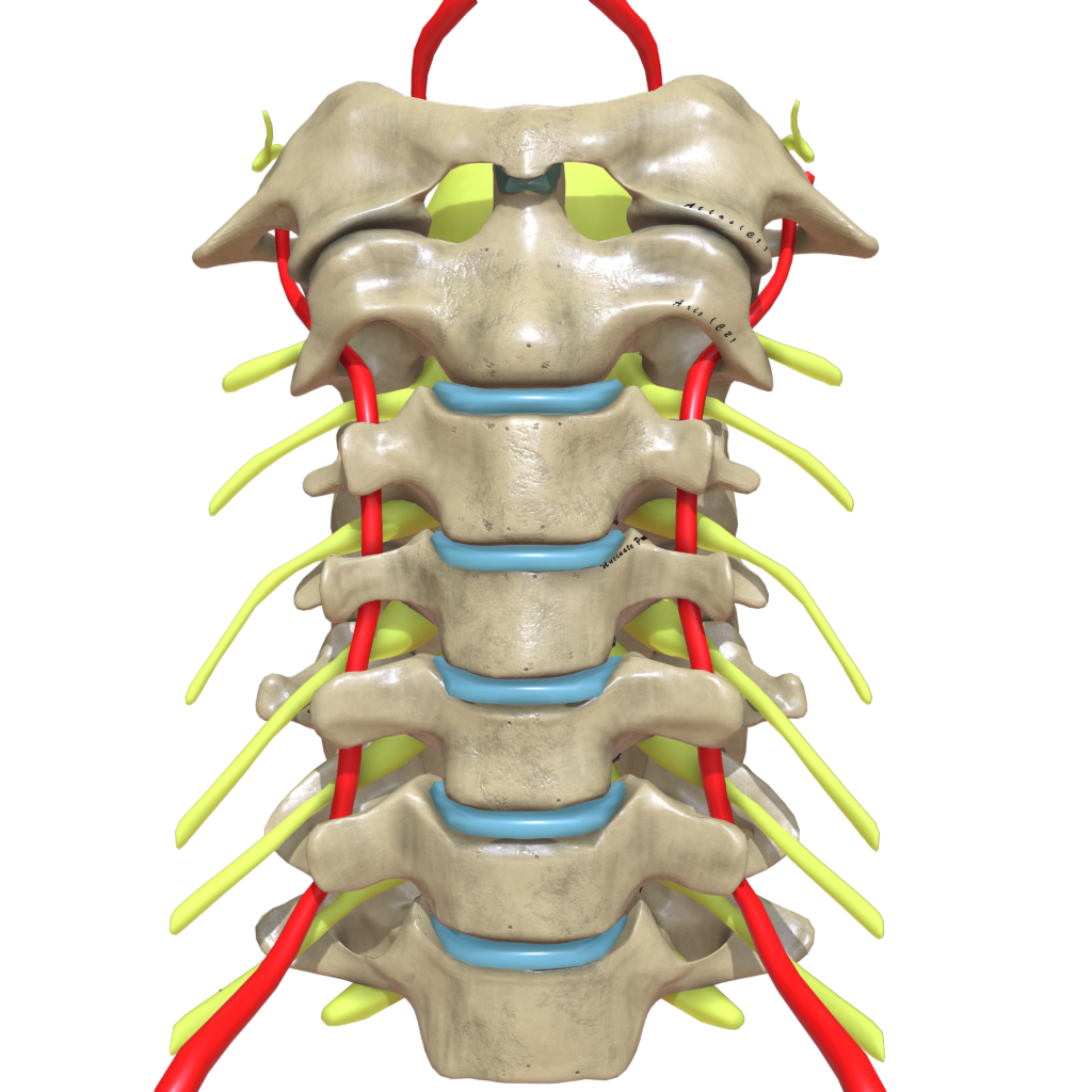 Neck Pain & Cervical Spondylosis – Bild Clinic