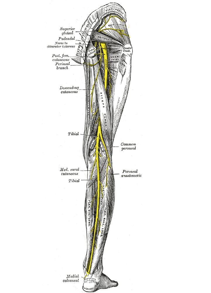 Sciatica & Radiating Leg Pain – Bild Clinic