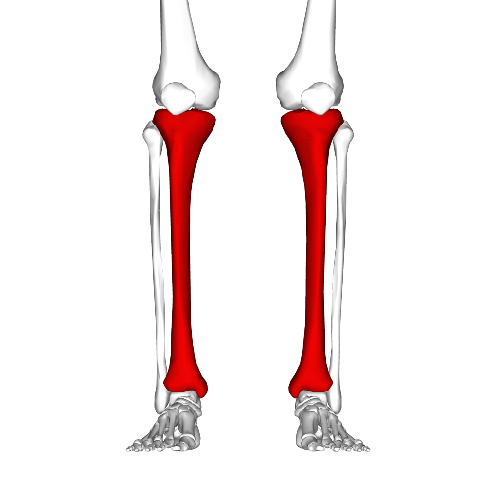 Shin Splints & Medial Tibial Stress Syndrome – Bild Clinic